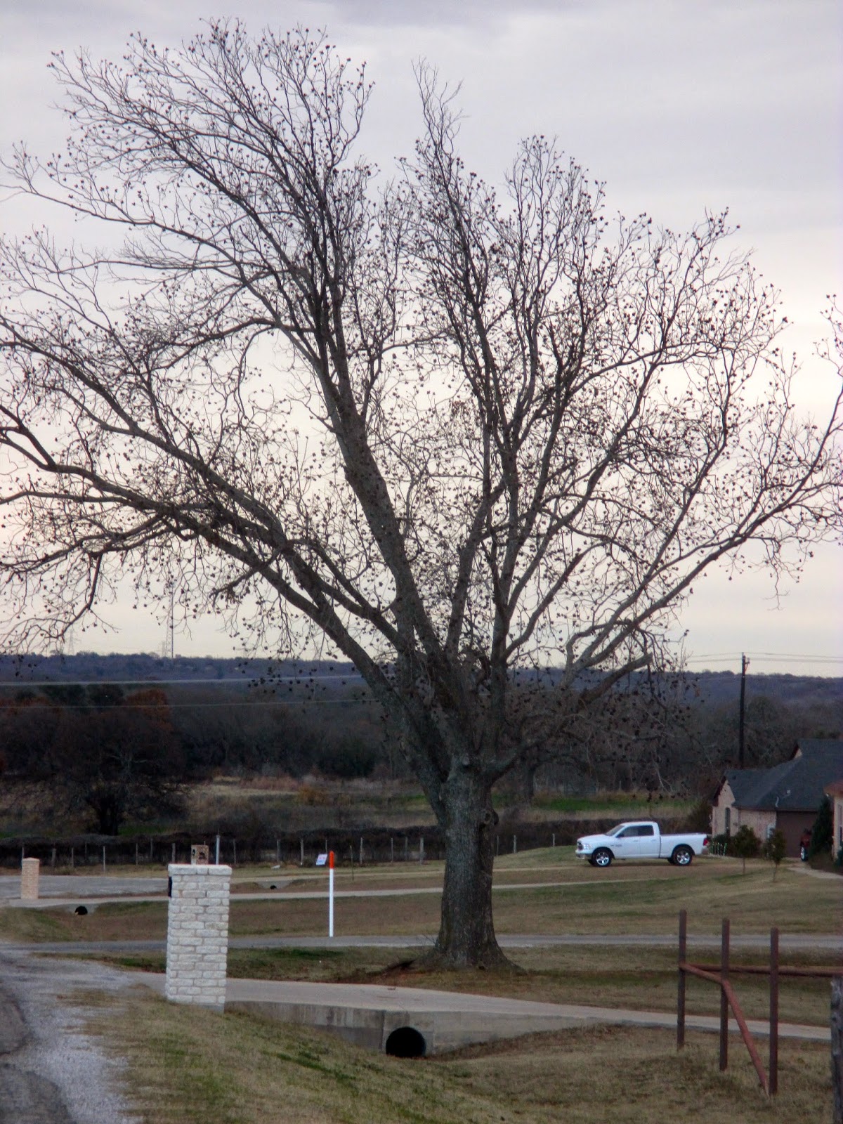Art's Bayfield Almanac: PECAN TREES