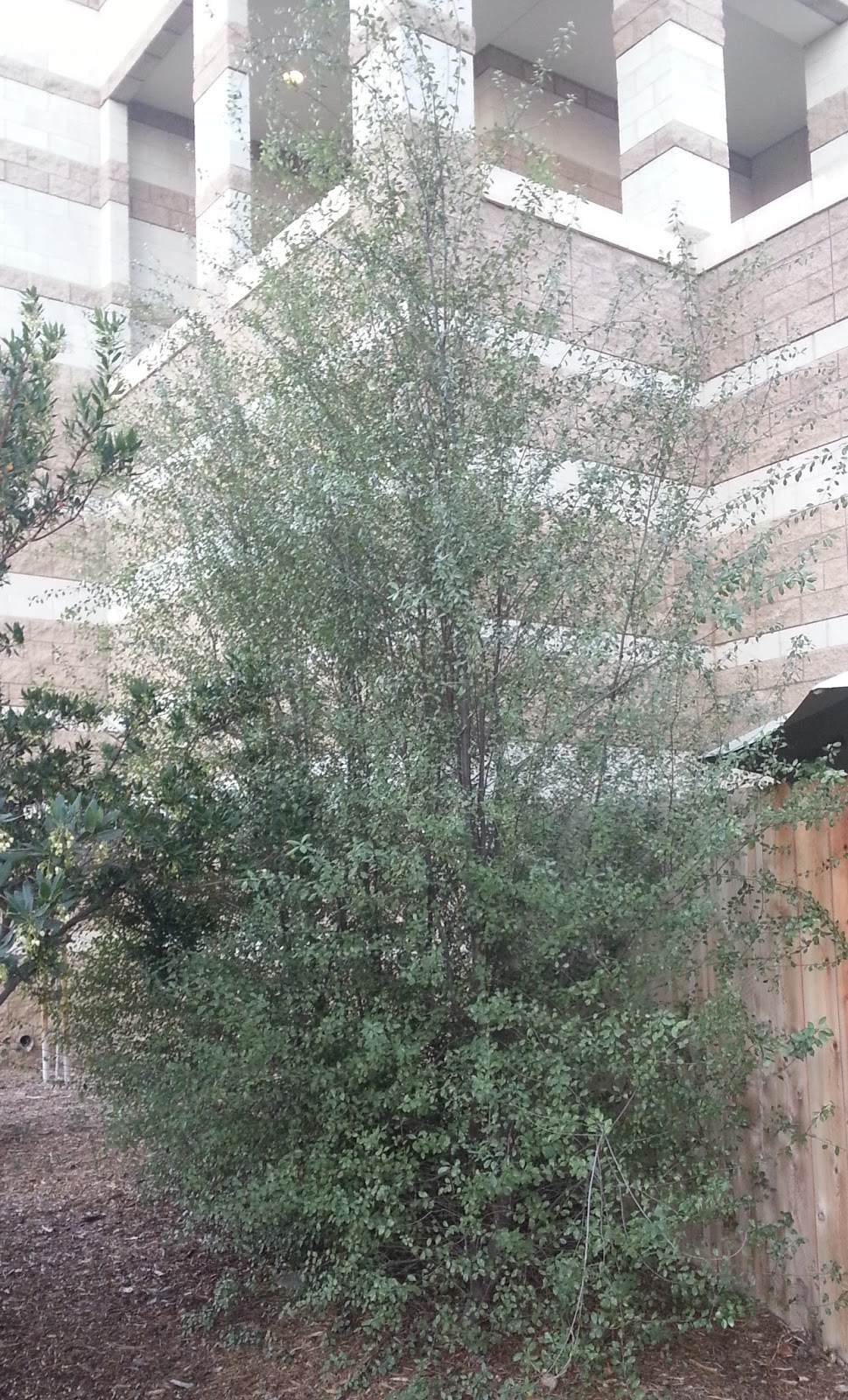 The 2 Minute Gardener: Photo - Silver Sheen Pittosporum (Pittosporum ...