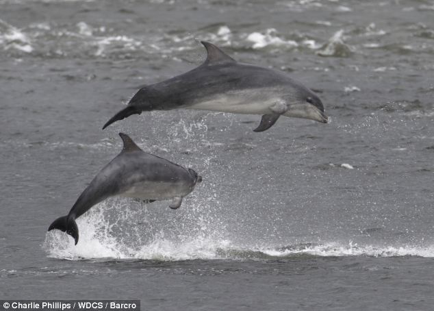 The animal zone: Flipping amazing: Bottlenose dolphins put on a ...