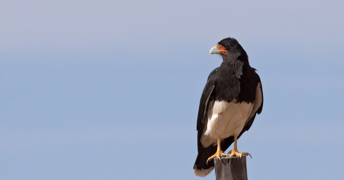 mis fotos de aves: Phalcoboenus megalopterus Matamico Andino Mountain ...