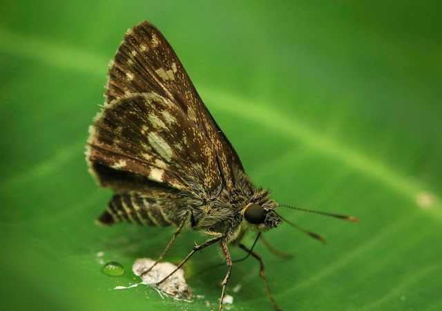 Butterflies of Vietnam: 103. Halpe cf. porus (The Moore's Ace)