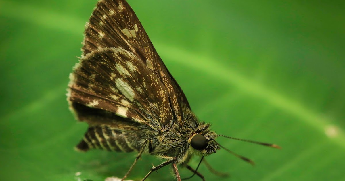 Butterflies of Vietnam: 103. Halpe cf. porus (The Moore's Ace)