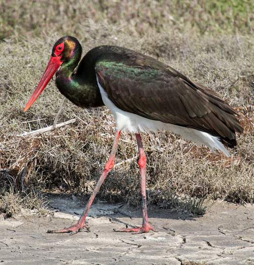 Black stork images | Birds of India | Bird World
