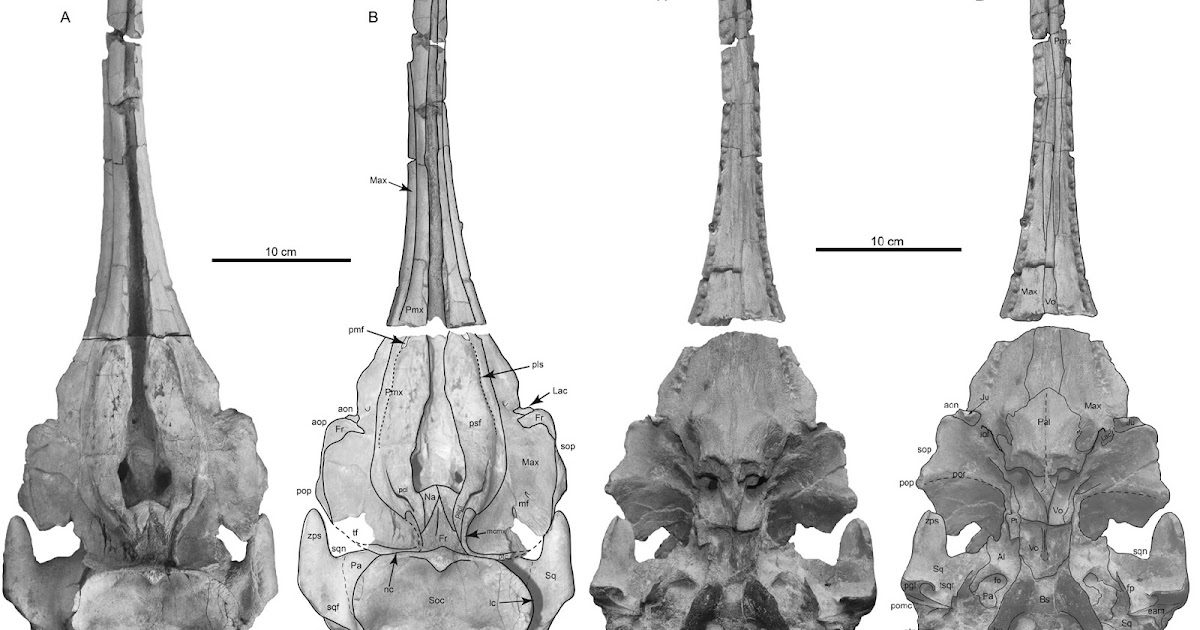 The Coastal Paleontologist: 2018 in review: advances in marine mammal ...