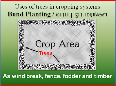 Agroforestry - A blog on Agrihortisilviculture: Agroforestry for Soil ...