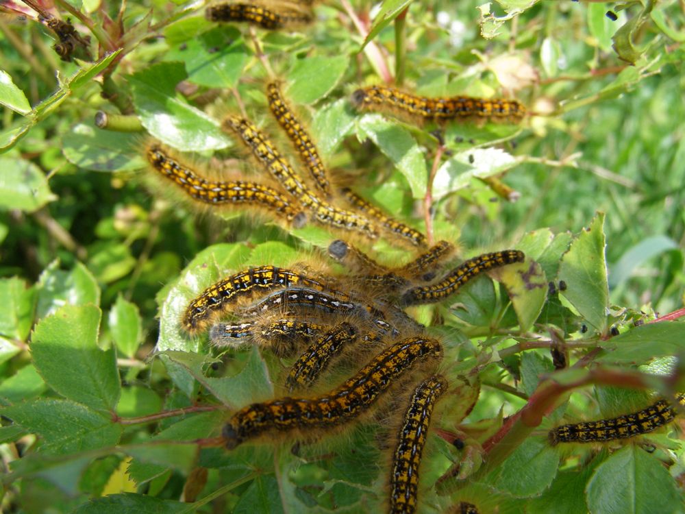 Thousand Flower Farm: Caterpillar Invasion