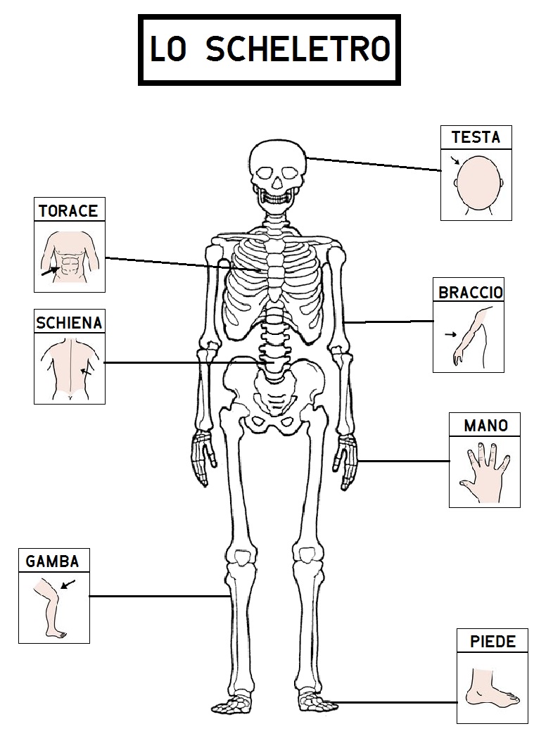 comuniCAAzione: Parti dello scheletro