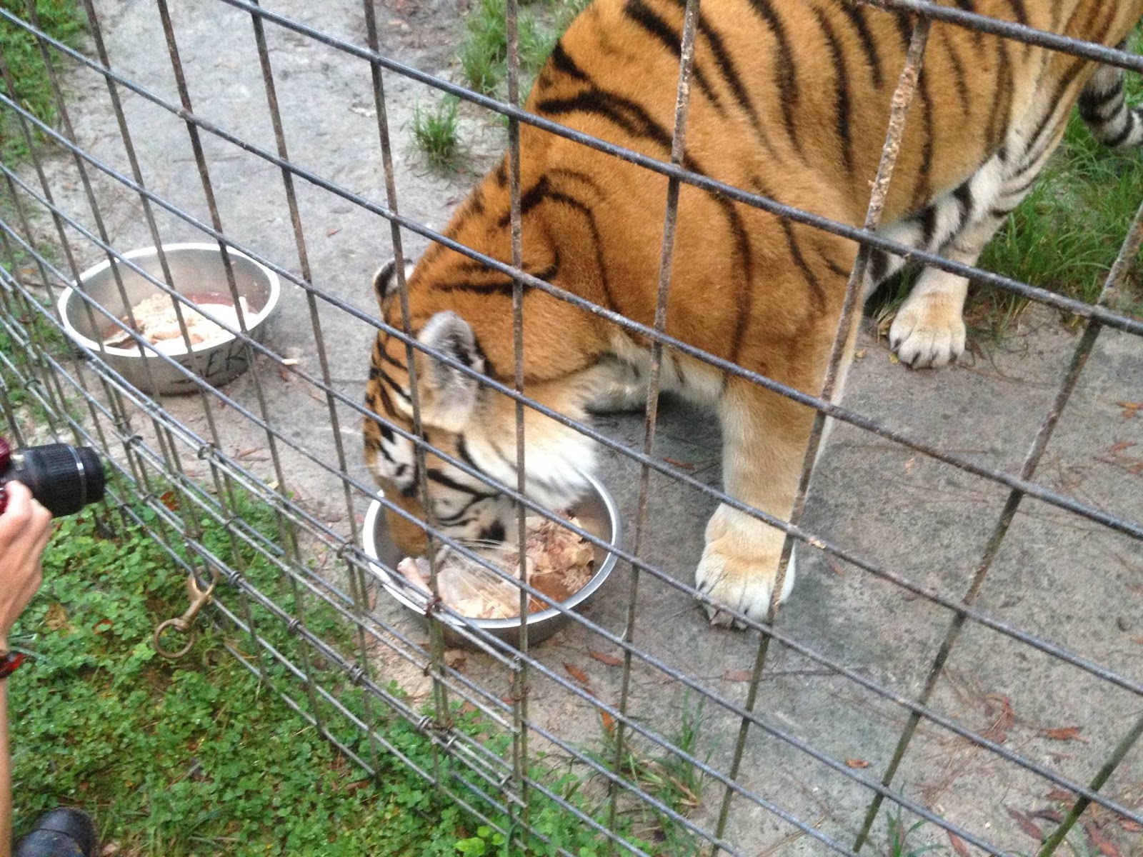 FreeSenseNews: 8 FASCINATING AND FUN ANIMAL TOURS IN FLORIDA