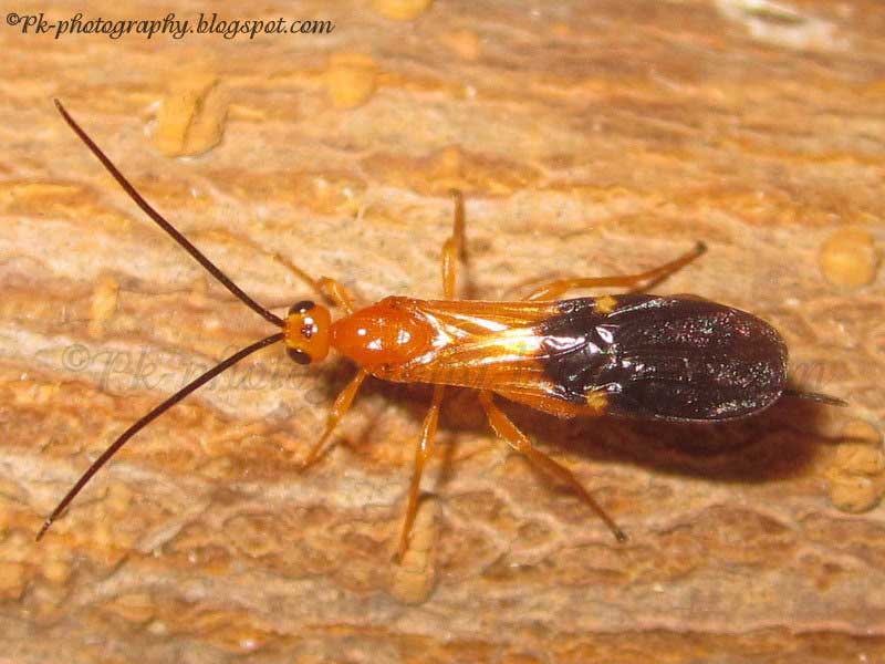 Spotted-winged Orange Braconid Wasp | Nature, Cultural, and Travel ...