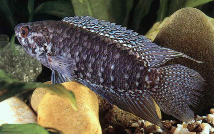 All About Family of Aquarium Fish Anabantidae, Ctenopoma - maintenance ...