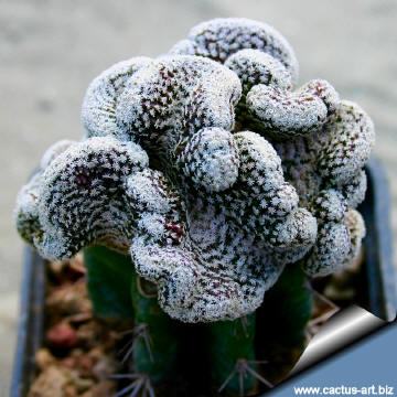 Cómo realizar Injertos de Cactus