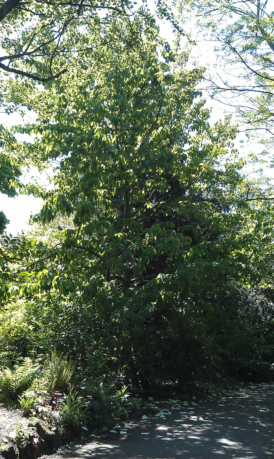 Davidia vilmoriniana - Handkerchief Tree Ruskin Park
