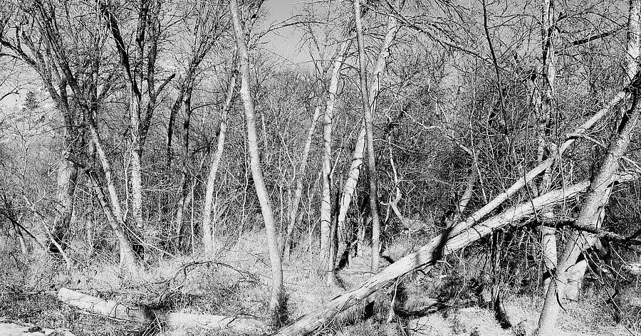 Wildbirds Broadcasting: Habitat Management Through Deadfall Removal at ...