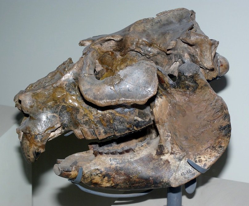 Noticias de Paleontologia: Mesotherium cristatum, exclusivos del ...