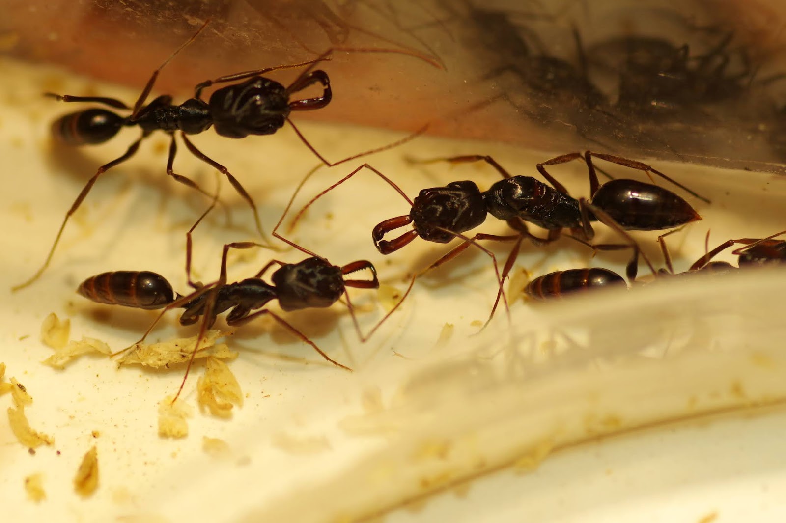 Odontomachus – Variety of Life