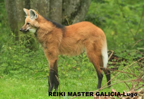 REIKI MASTER GALICIA Comunidad: LOBO DE CRIL o AGUARÁ GUAZÚ o MANED ...