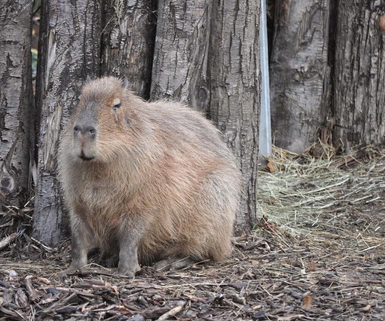 ZOOTOGRAFIANDO (6.100 ANIMALS): CAPIBARA / CAPYBARA (Hydrochoerus ...