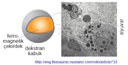 Prof. Dr. Bilsen Beşergil: Hipertermi (hyperthermia)