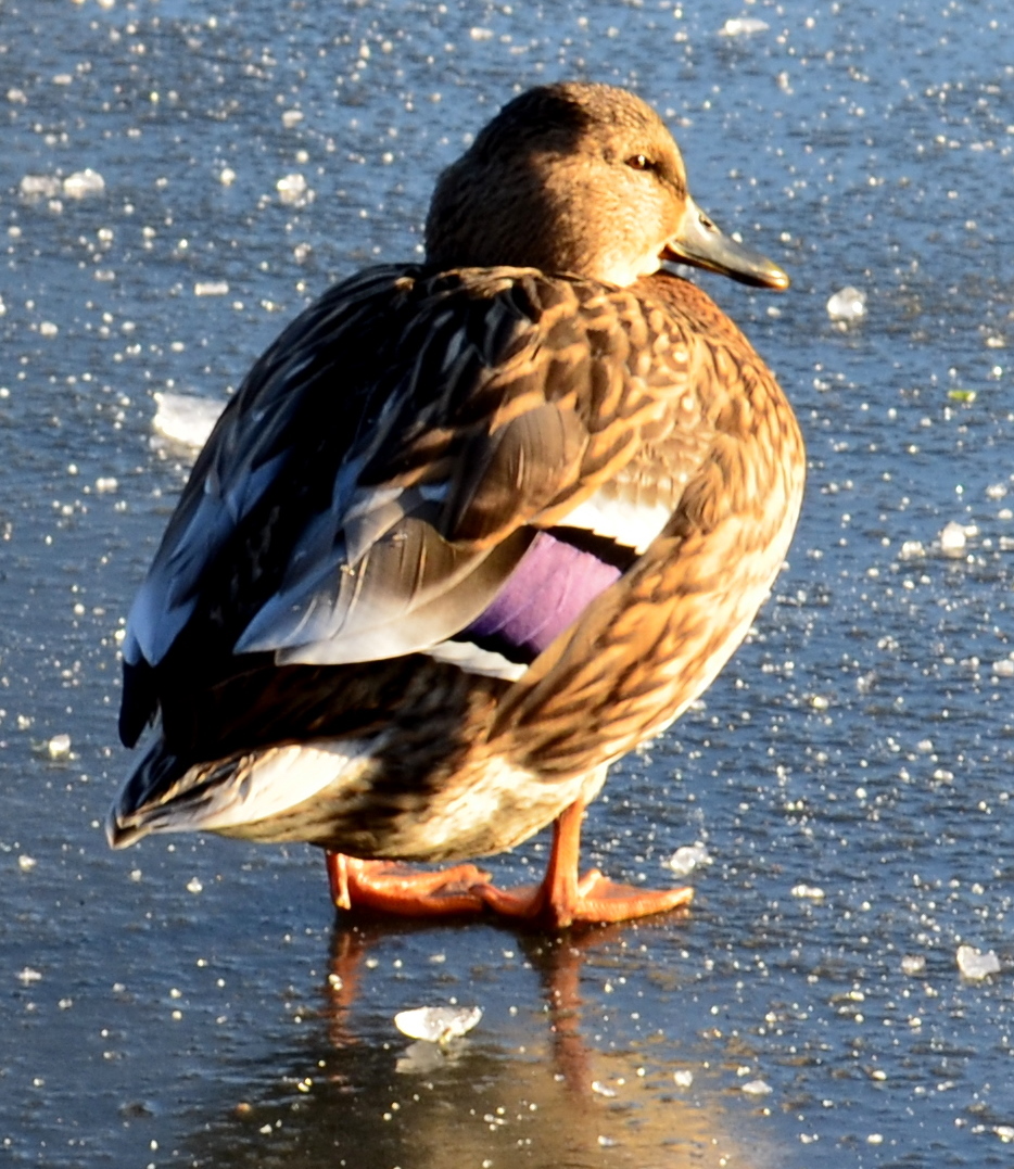 Tour Scotland: Tour Scotland Winter Photograph Duck On Icy Pond ...