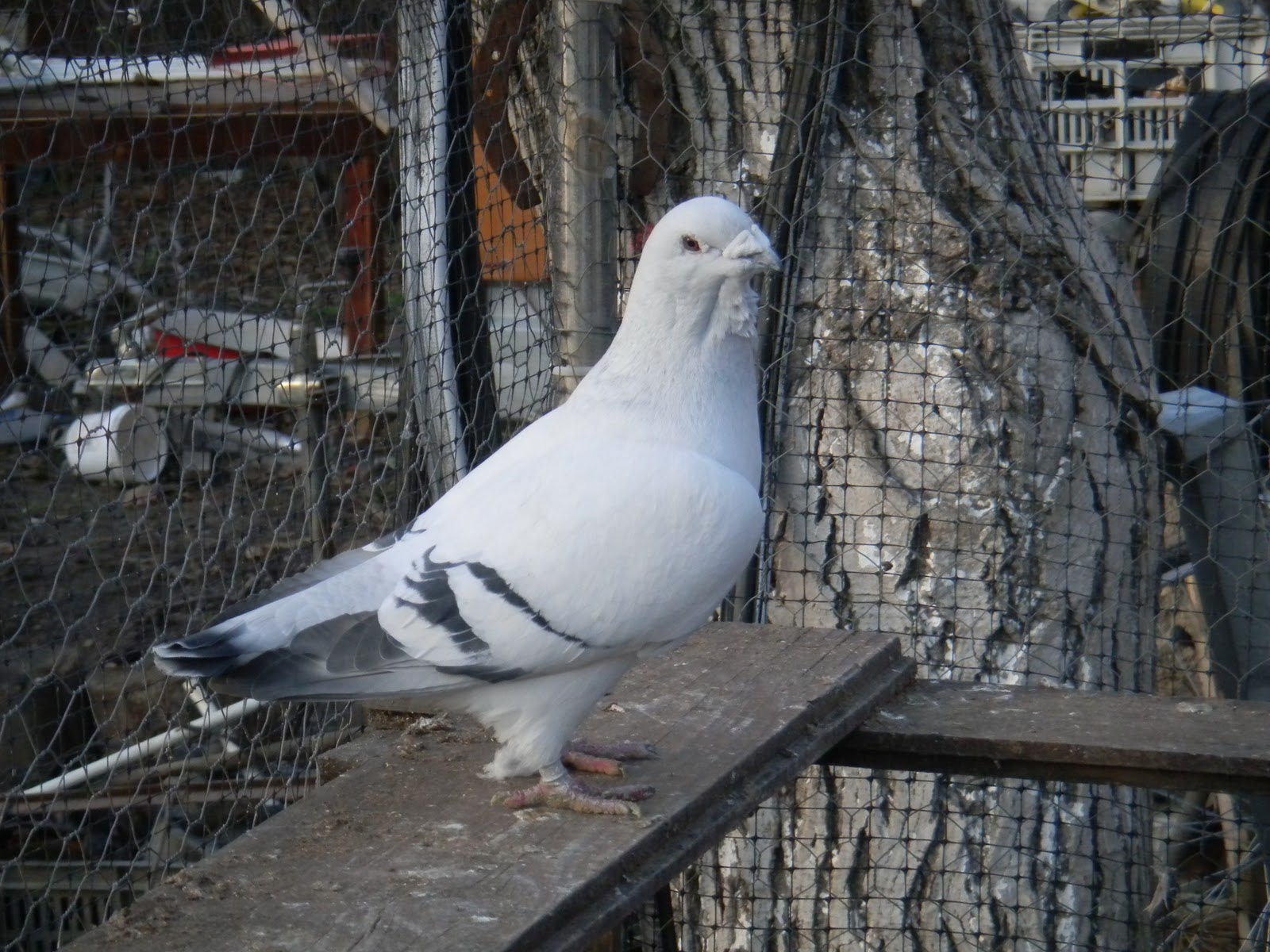 Porumbei Voiajori Standard de Ornament