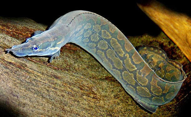 Ikan SIli - Akuarium Ikan Hias