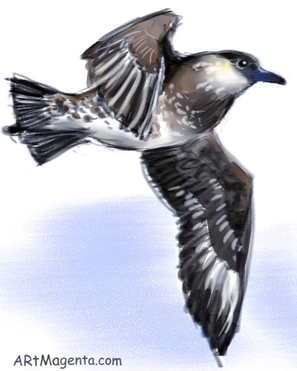 Birds: Arctic Skua