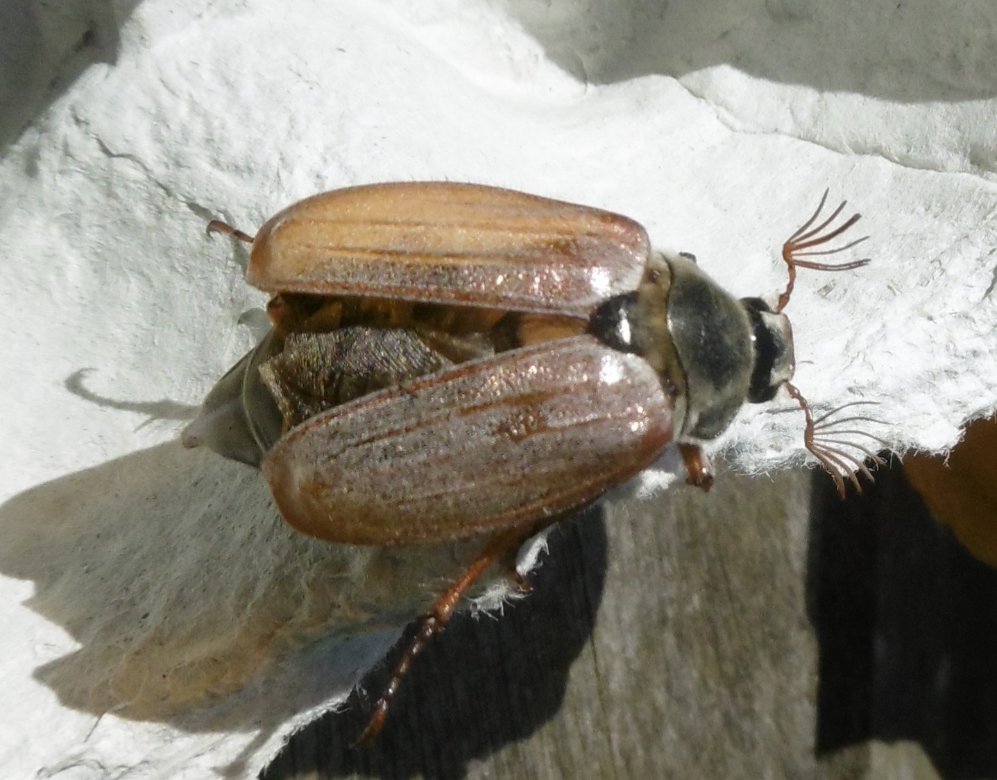 Martin's Moths: In praise of Maybugs