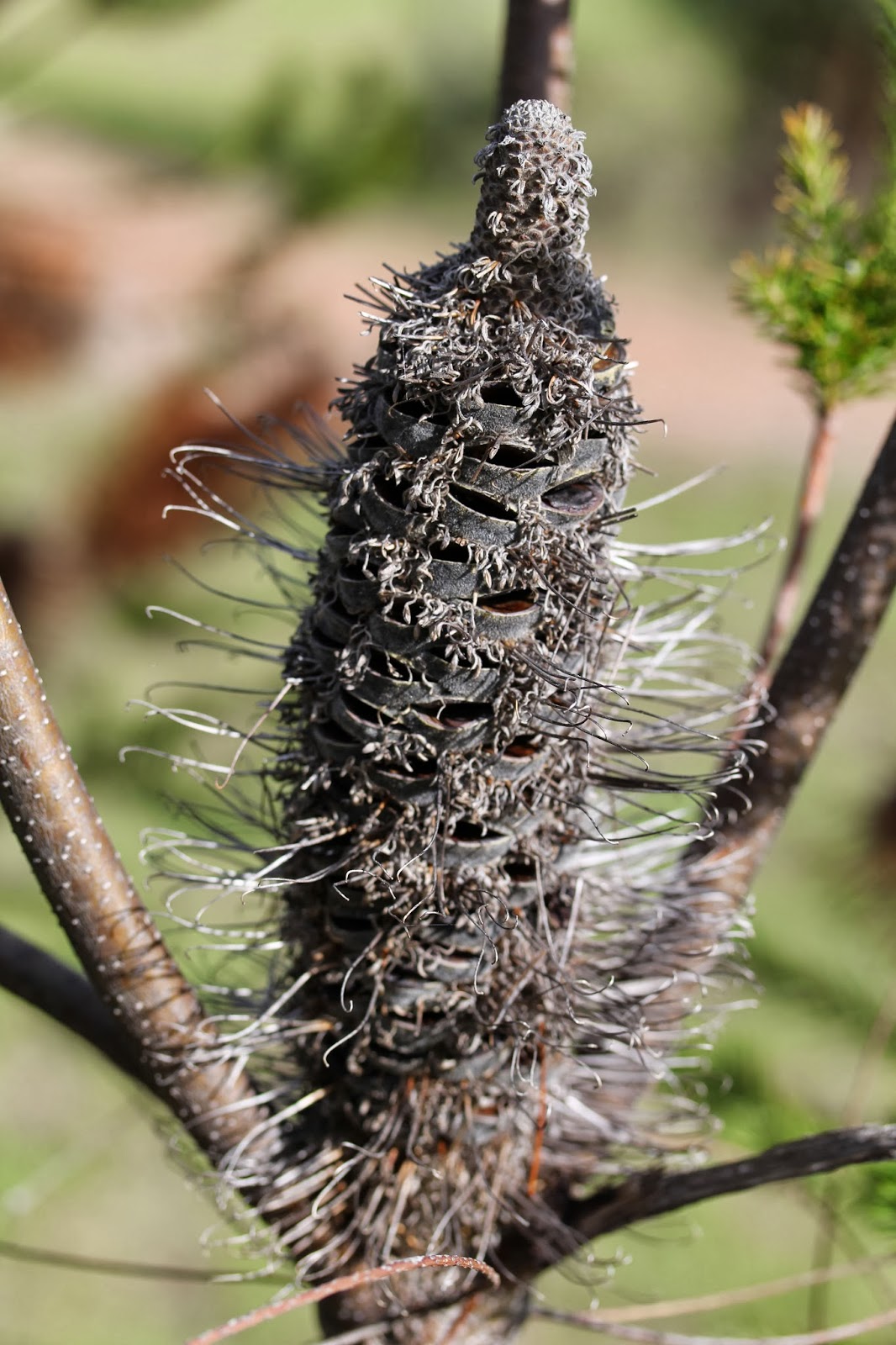 Hunter harvest: Photo of the week - banksia men
