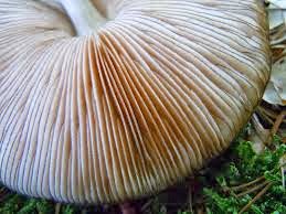 Le Piante e Noi: I FUNGHI 2