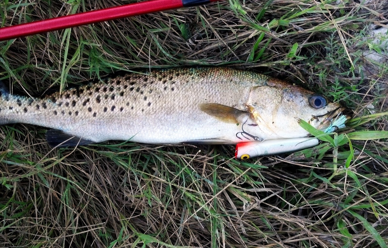Mosquito Lagoon & Indian River Fishing: Fishing Chug Bugs In The Ditches
