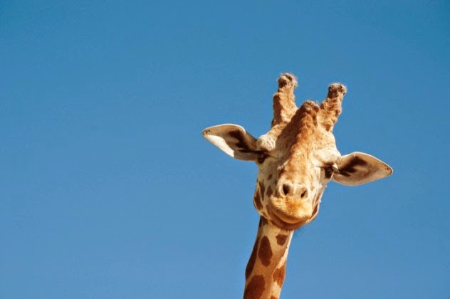 All Animals: Zarafa (Giraffe) Profile,News,Photos