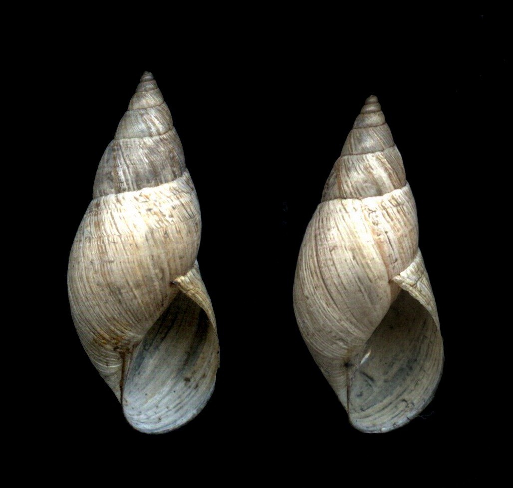 Moluscos terrestres de Argentina: Bulimulus sp2