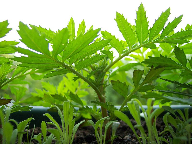 We love Our Bangladesh: Marigold flower or Gada/Genda ful is a common ...