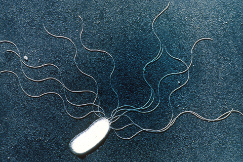 Lab Adventures: Kickass Microbes: I like to move it, move it!