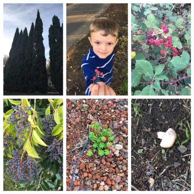 Mr. Linnet's Class Blog: P is for PLANTS! (Student Plant Collages)