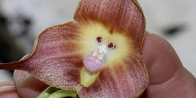 Bunga yang Menyerupai Wajah Monyet - Sekitar Kita