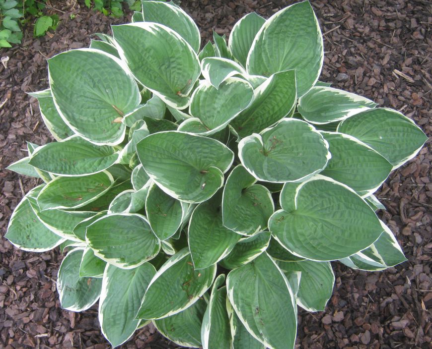 Future Plants by Randy Stewart: Hosta