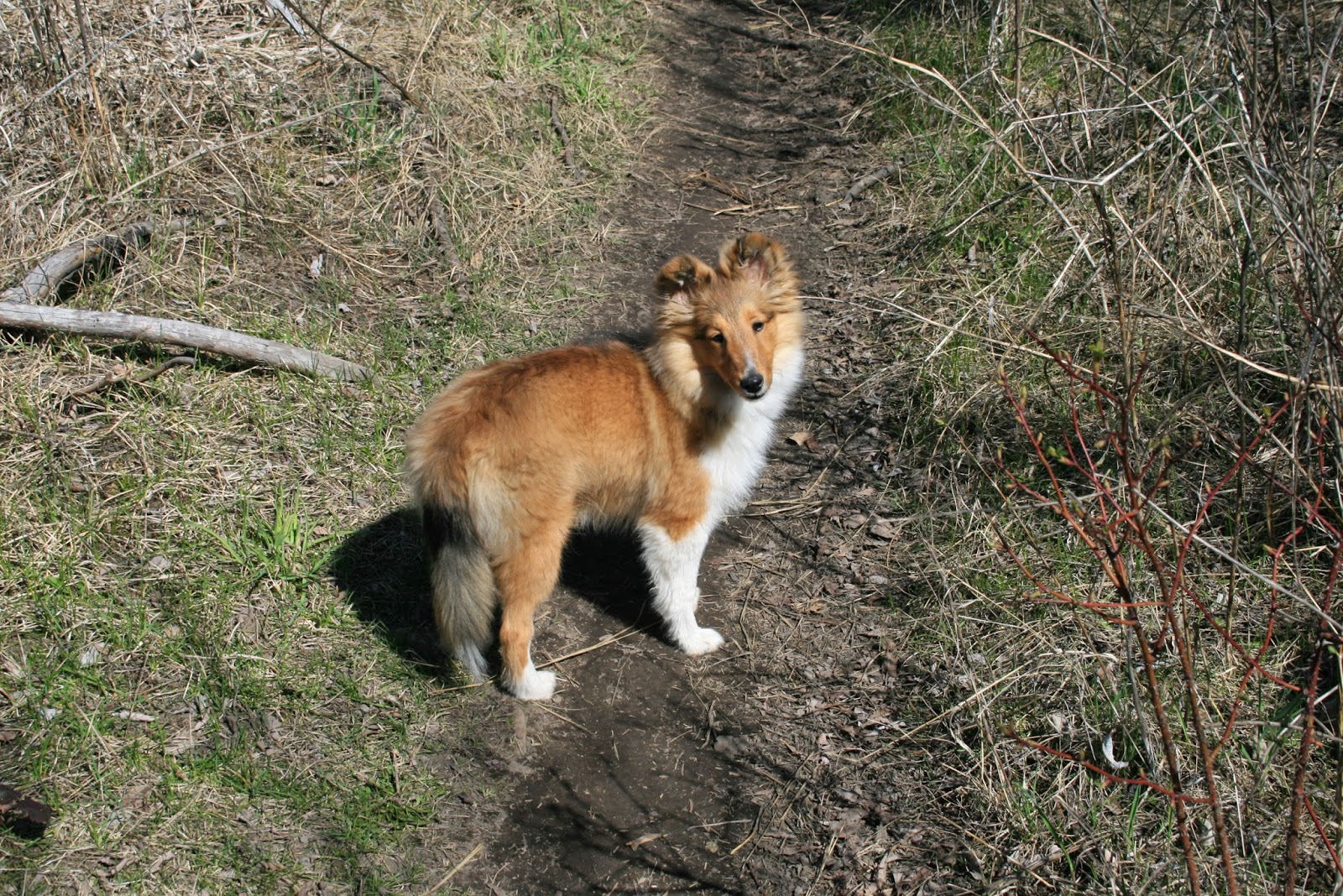 Hyper Hounds Shelties