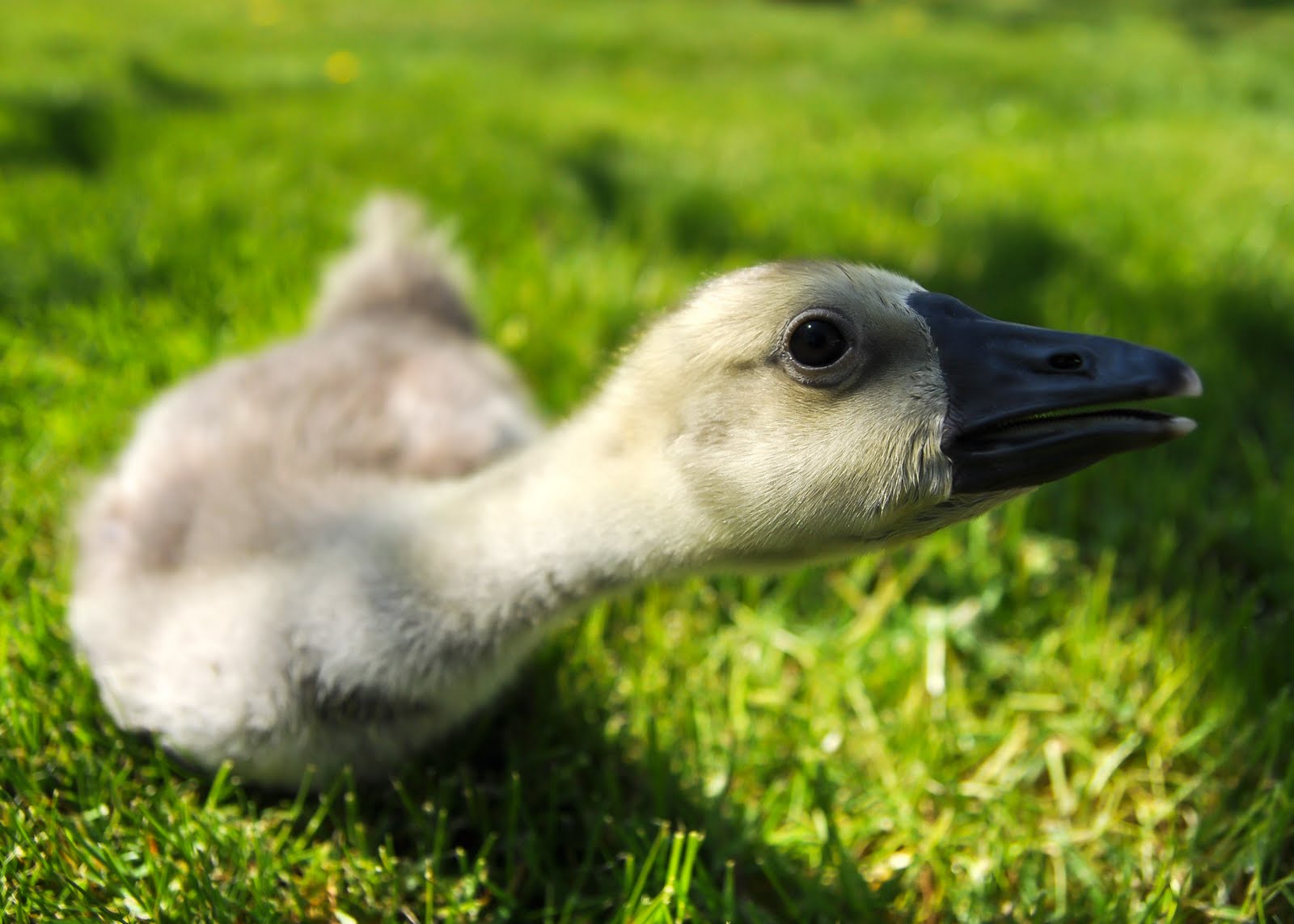 Foto Bella Photography: Goosey Goose