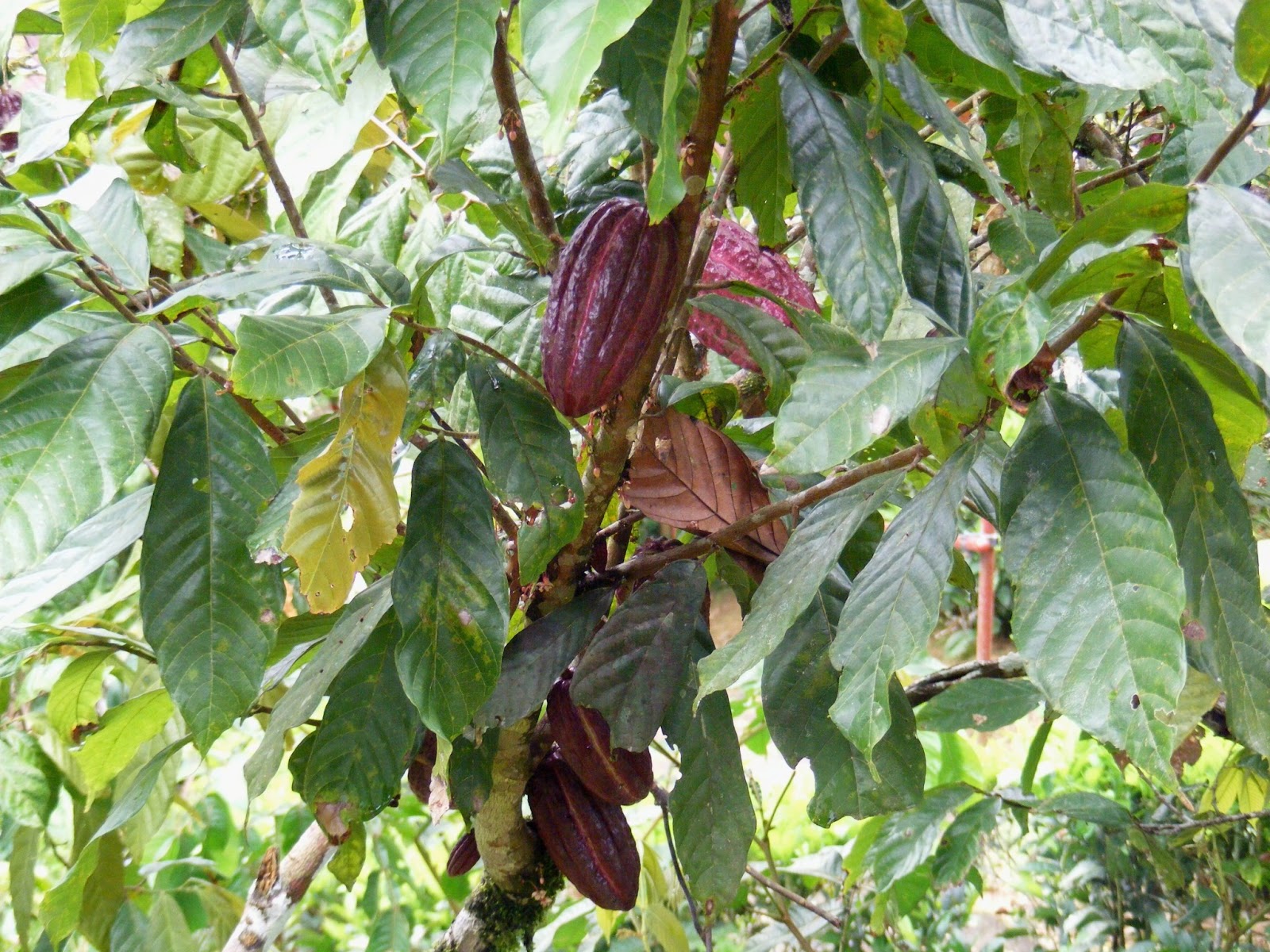 la ballade de Pégase: Du Chimborazo à Puerto Misahualli dans la forêt ...