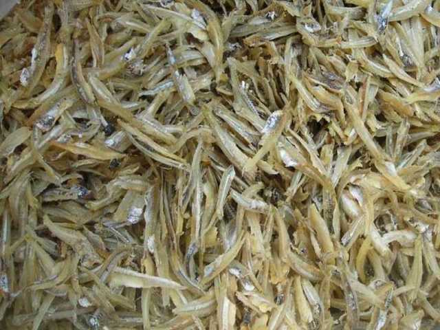 Gambar Ikan Teri Hidup, Basah, dan Kering dari Medan Tanpa Bahaya ...