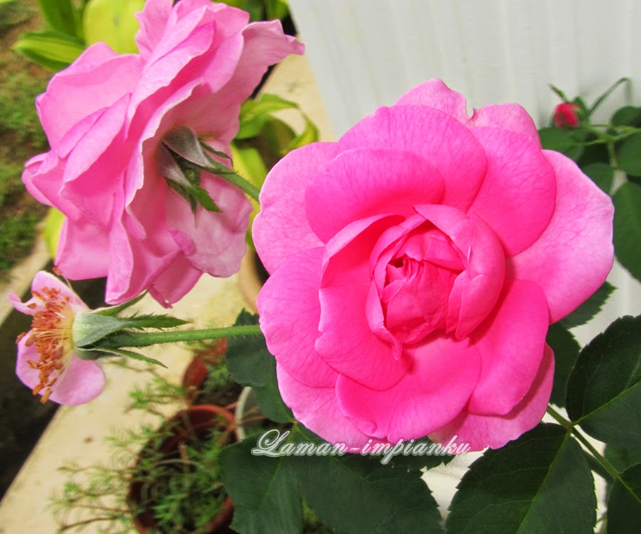 laman impianku...: BUNGA ROS