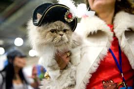 Catturday : Kucing-Kucing Yang Memakai Topi Lucu | Ariansyah Nurhadi