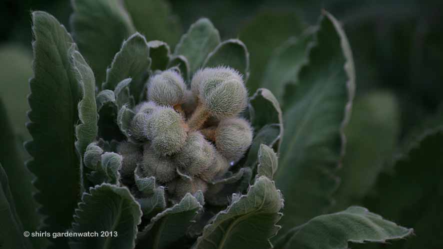 Wordless Wednesday: Monocarpic Meconopsis - shirls gardenwatch