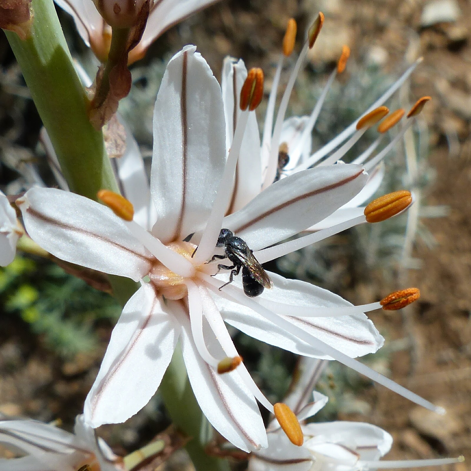 Asphodelus macrocarpus | Wild flowers of Europe by Anita Beijer