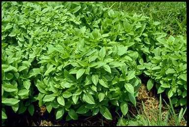 Reyhan Çiçeği Faydaları - Kadın Ve Yaşam