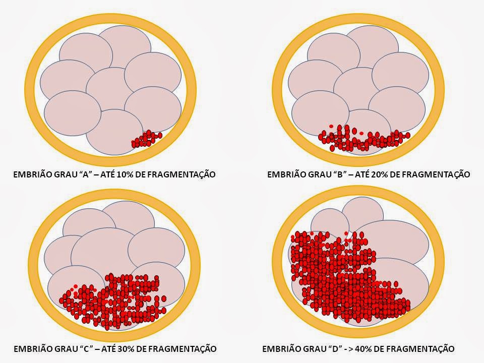 Embryo For Life: Aprendendo a Classificação dos Embriões