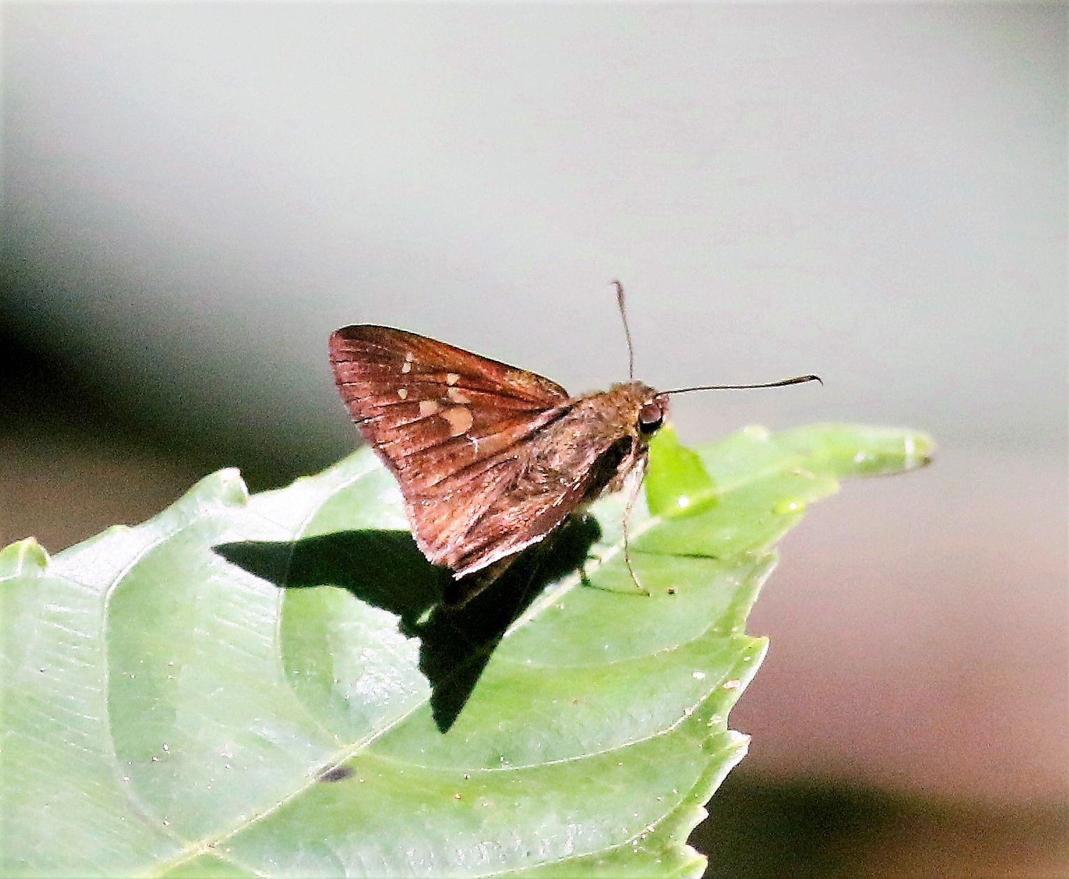 RON - BUTTERFLY GALLERY (Malaysia): Butterflies and Skippers of a ...