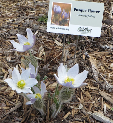 Wild Ones Twin Cities Minnesota: Native Plant Signs