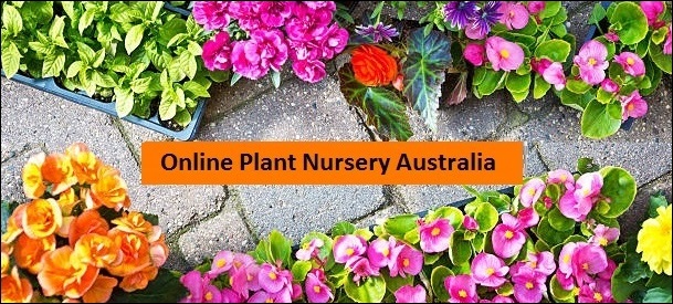 Australian Plants Online - Just a Click Away